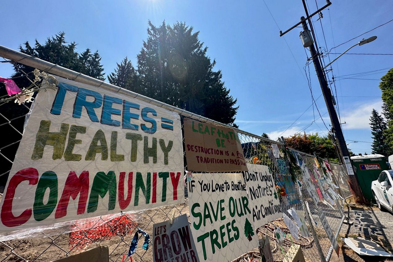 Seattle climate activists roost in old cedar tree to prevent it from ...
