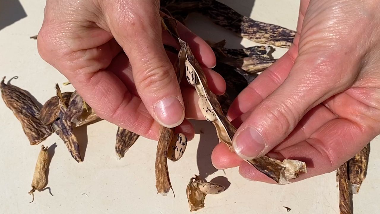 Everyday Hero: Seed Library stressing locally grown food