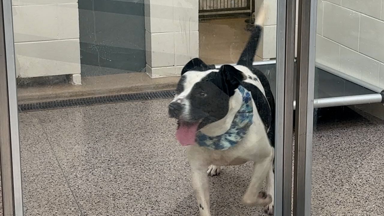 The Humane Society of Genesee County celebrates 100 years