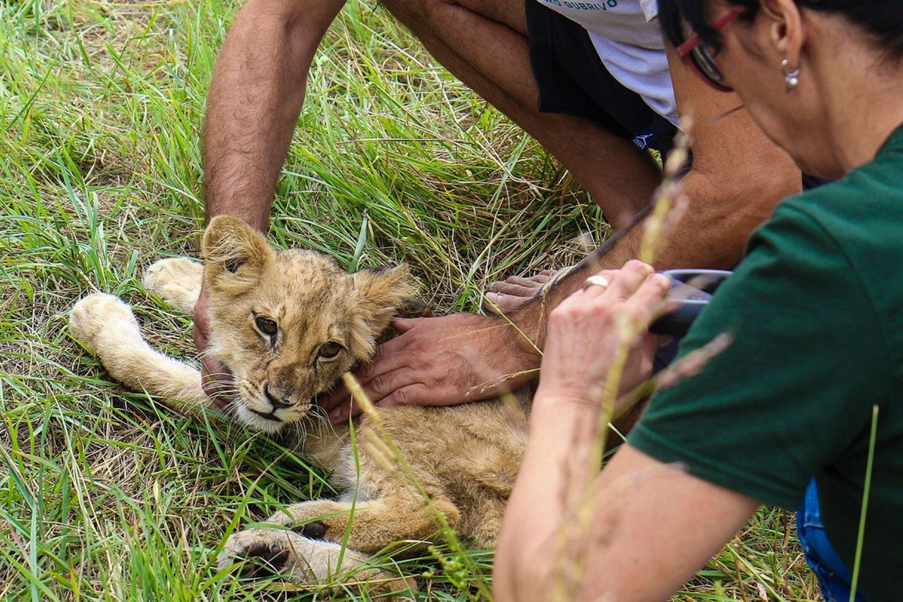 Why was a lion cub found by a roadside in northern Serbia? Police are ...