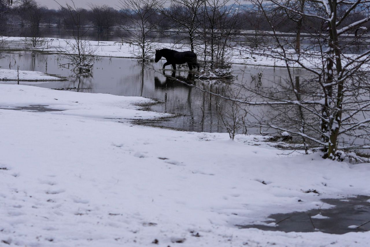 Nearly 200 cows and horses stuck on a Serbian river island in cold ...