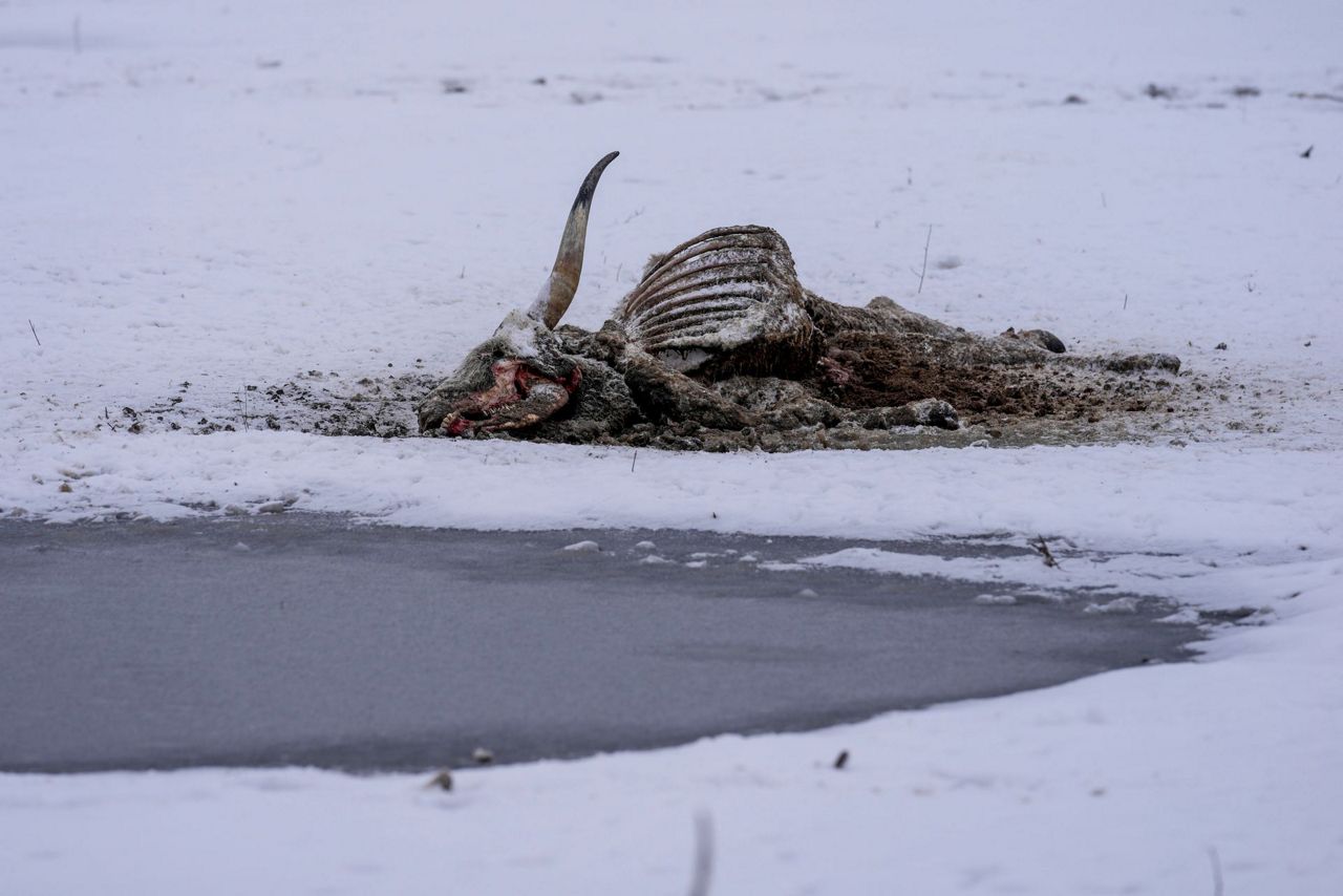 Nearly 200 cows and horses stuck on a Serbian river island in cold ...
