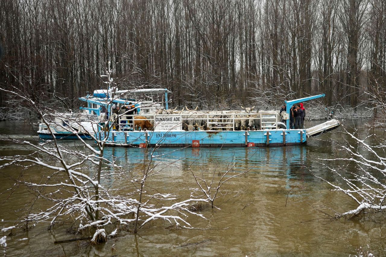 Nearly 200 cows and horses stuck on a Serbian river island in cold ...