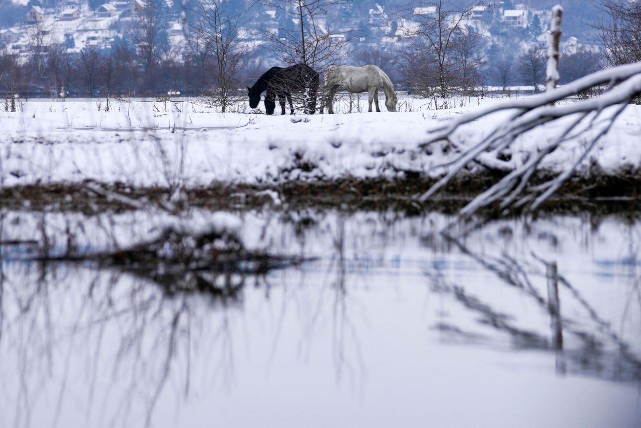 Nearly 200 cows and horses stuck on a Serbian river island in cold ...