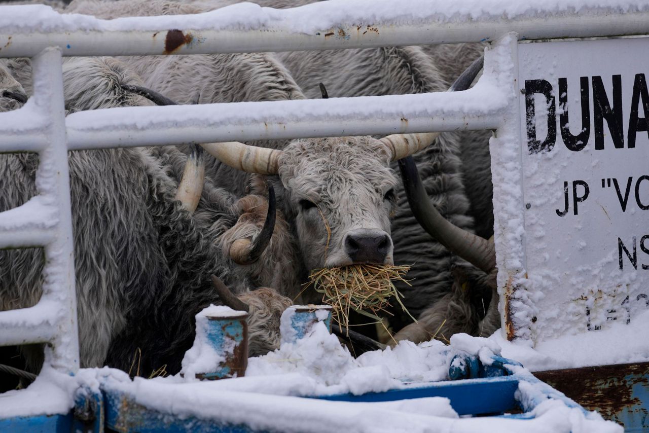 Nearly 200 cows and horses stuck on a Serbian river island in cold ...