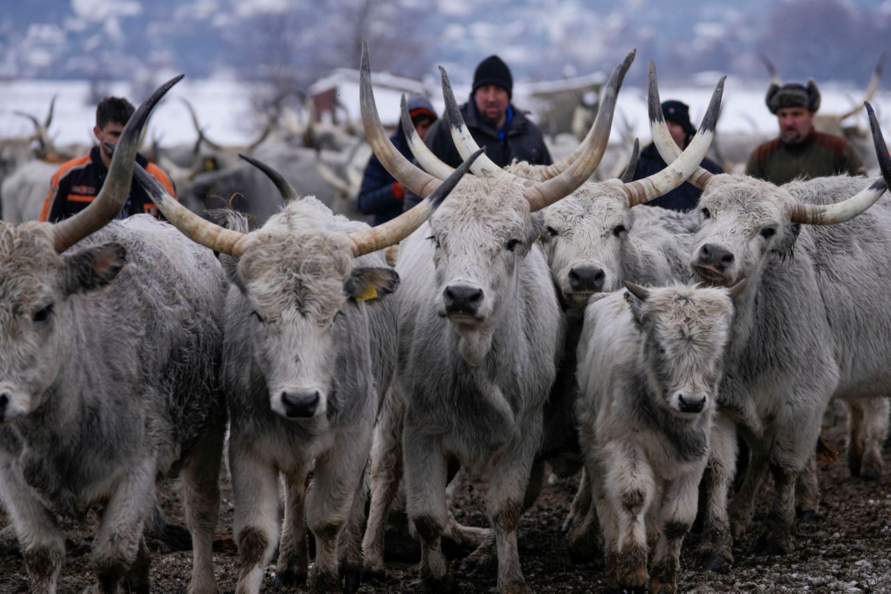 Nearly 200 cows and horses stuck on a Serbian river island in cold ...