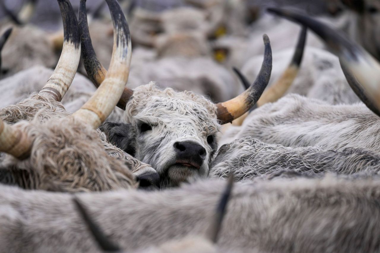 Nearly 200 cows and horses stuck on a Serbian river island in cold ...