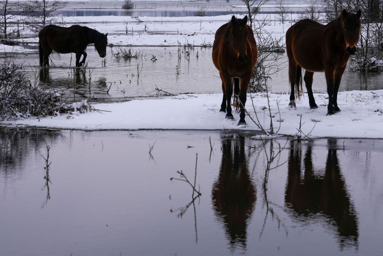 Nearly 200 cows and horses stuck on a Serbian river island in cold ...