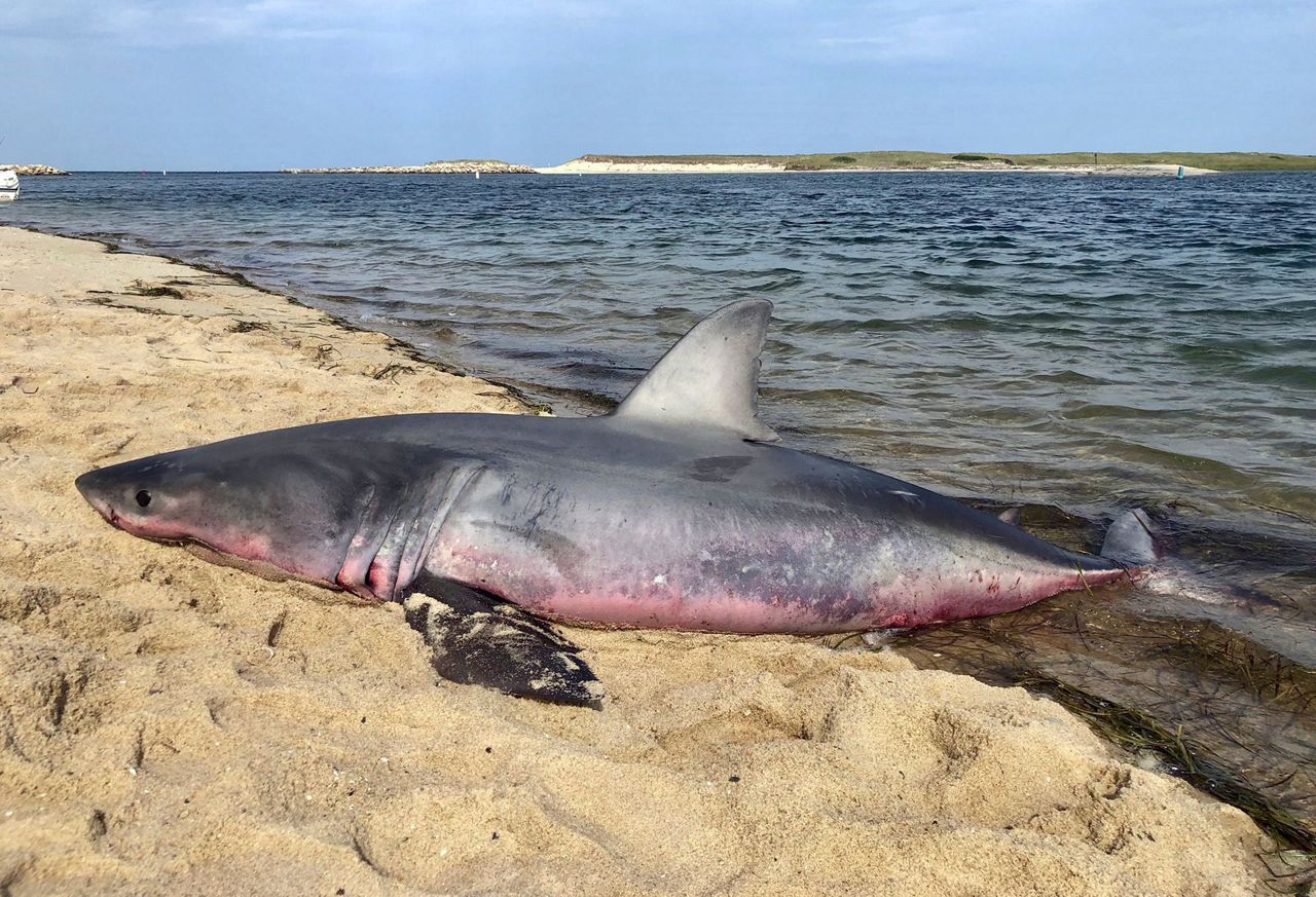 Cape Cod beaches: Playgrounds for tourists, and young sharks