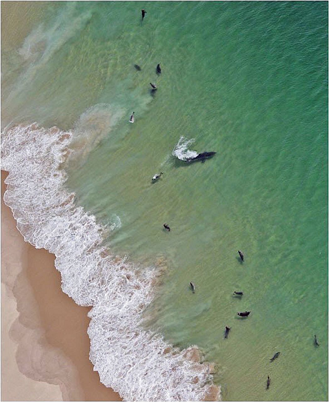 Cape Cod beaches: Playgrounds for tourists, and young sharks