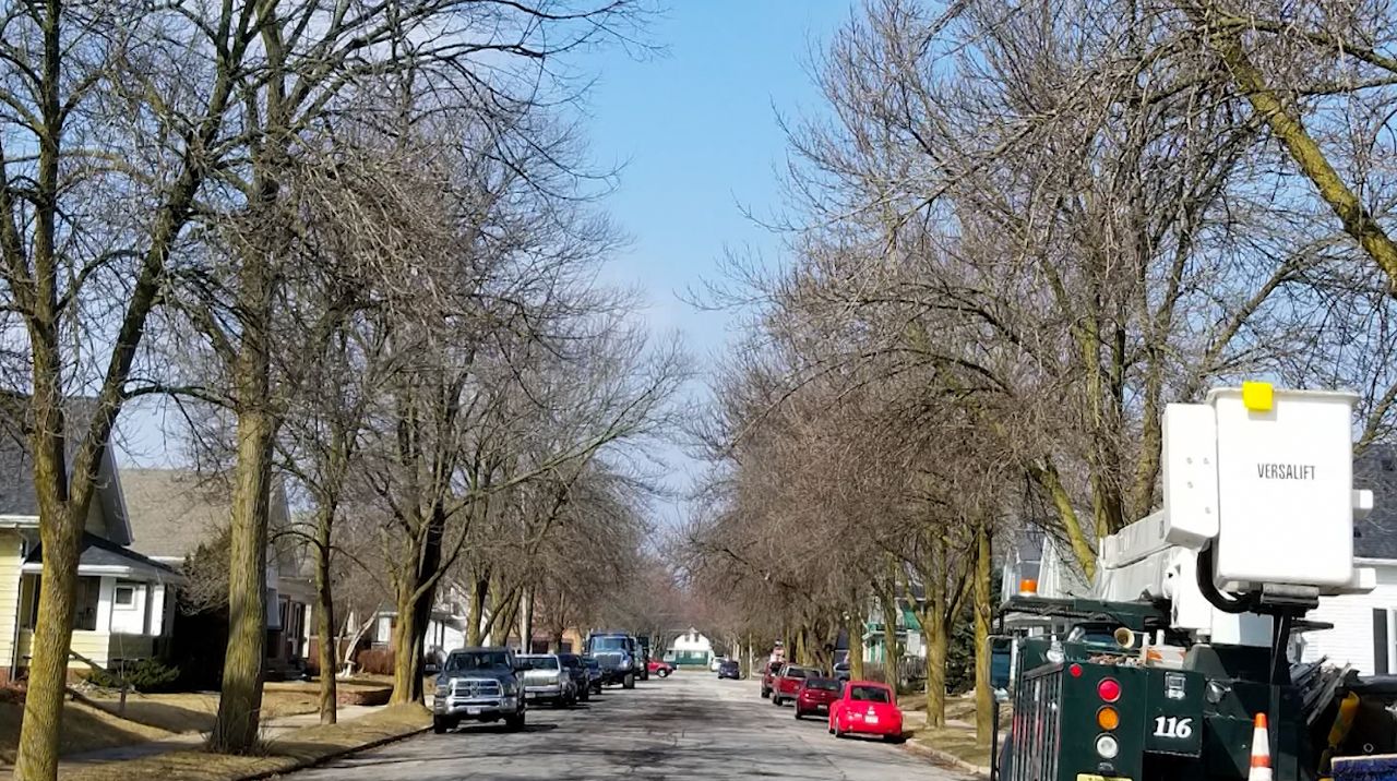 Wisconsin's very own 'Tree City' keeps on growing