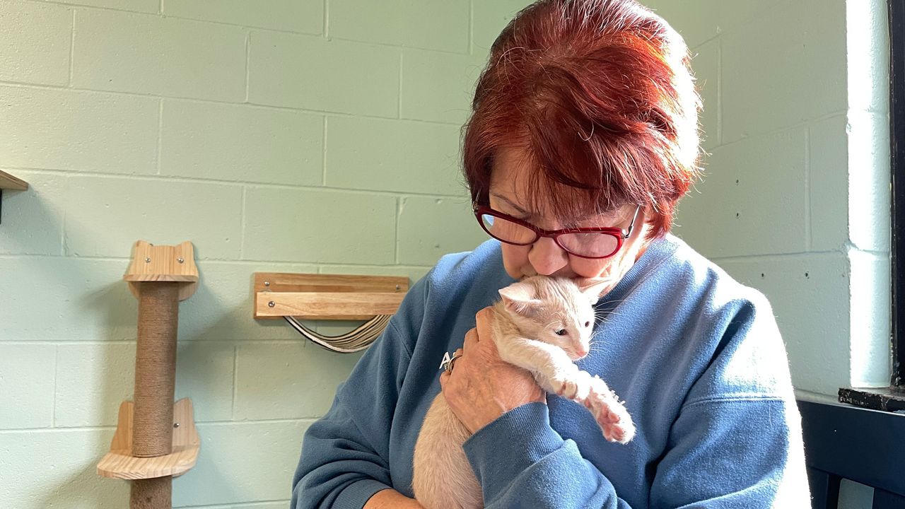 Louisville animal shelters in need of more fosters