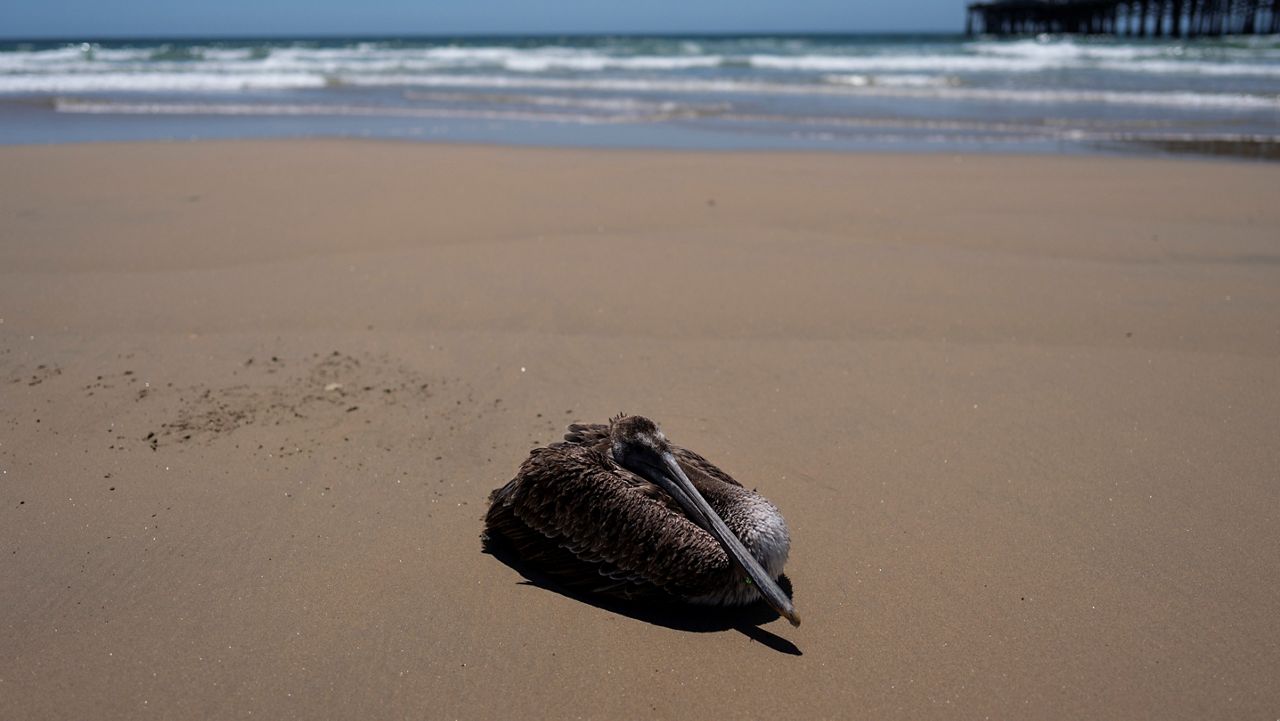 Starving and sick pelicans found along the California coast