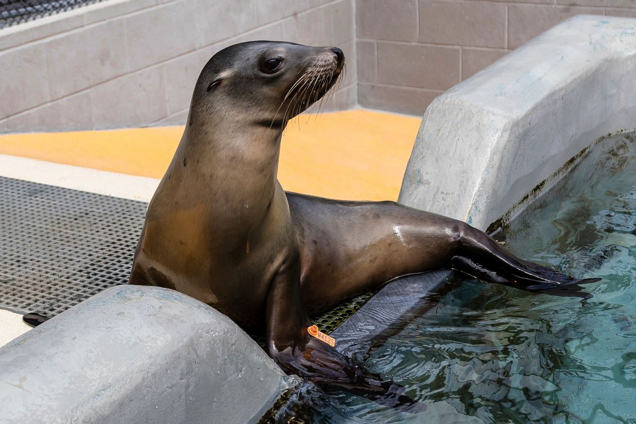 Potentially deadly infection hits California sea lions