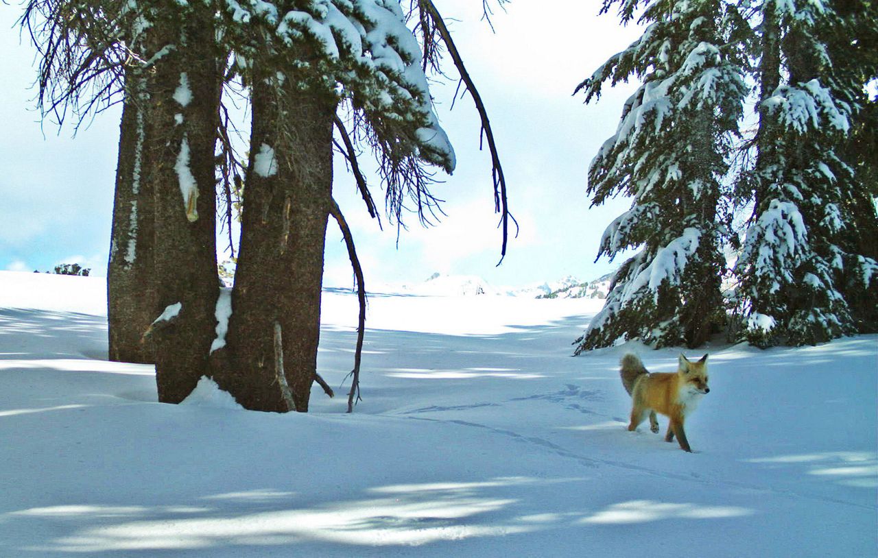 Sierra Nevada red fox to be listed as federally endangered