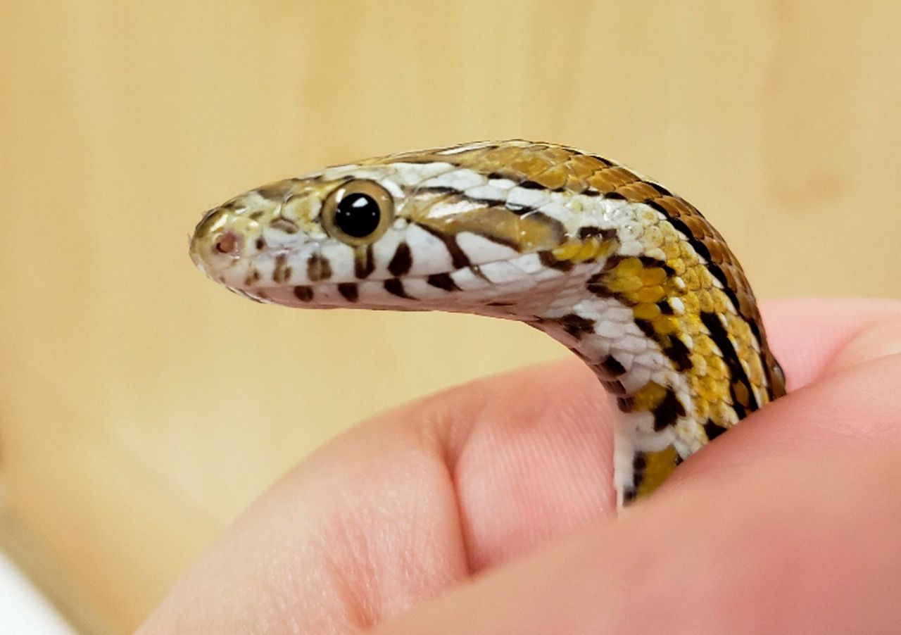 Snake turns up in washing machine smelling 'like Downy'