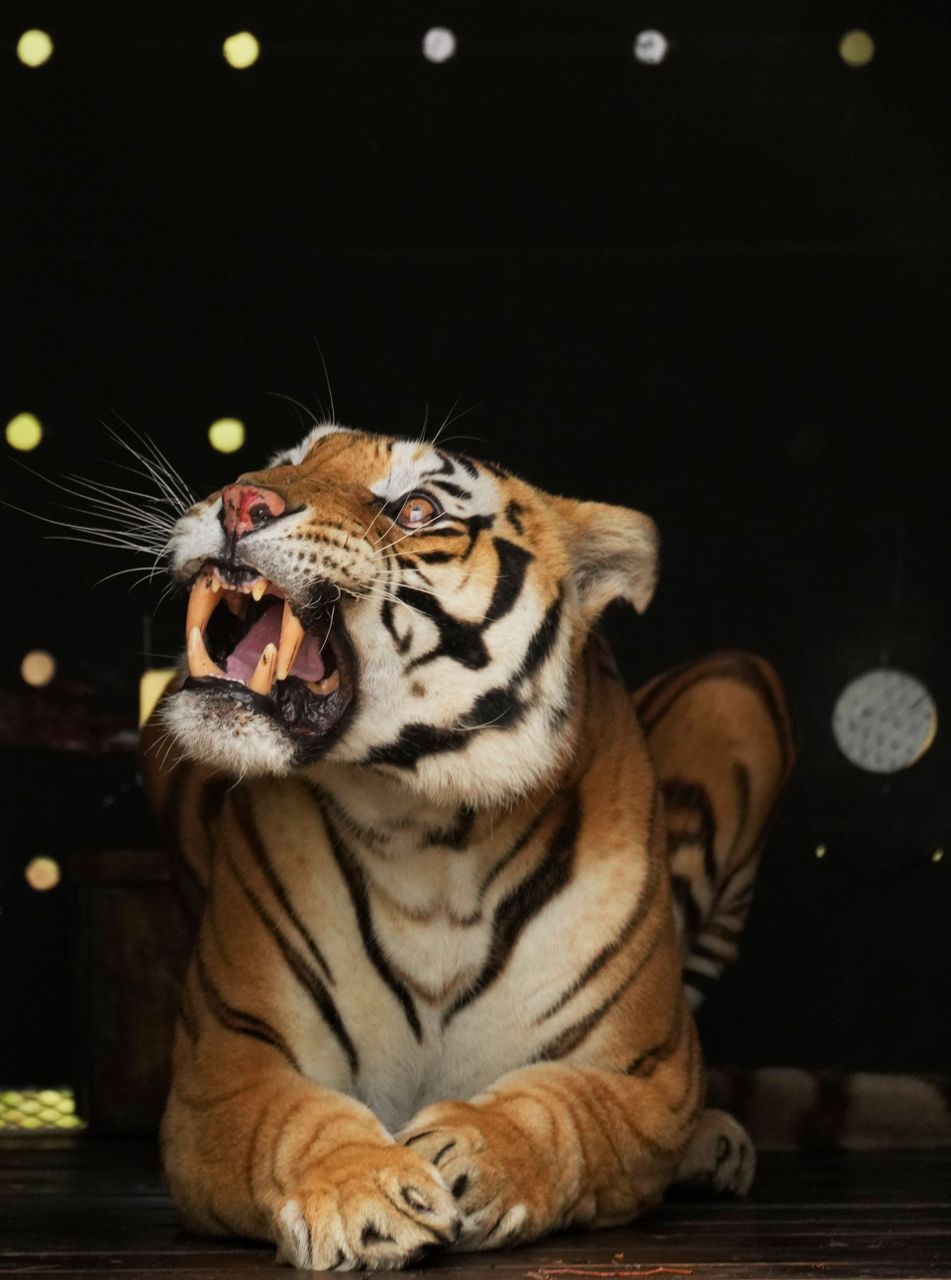 4 tigers rescued from Argentina get new home in South Africa