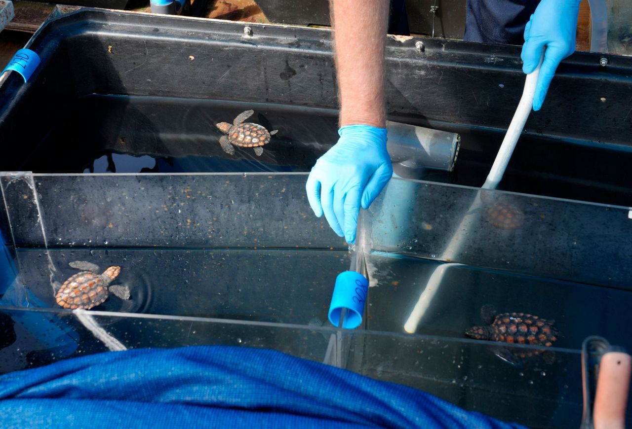 Over 500 baby sea turtles washed ashore in a big storm off South Africa ...