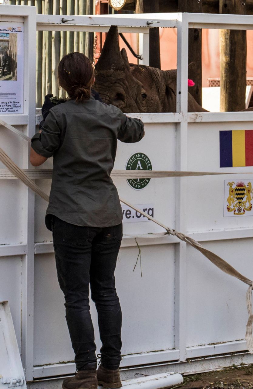 Chad gets 6 rhinos nearly 50 years after losing the species