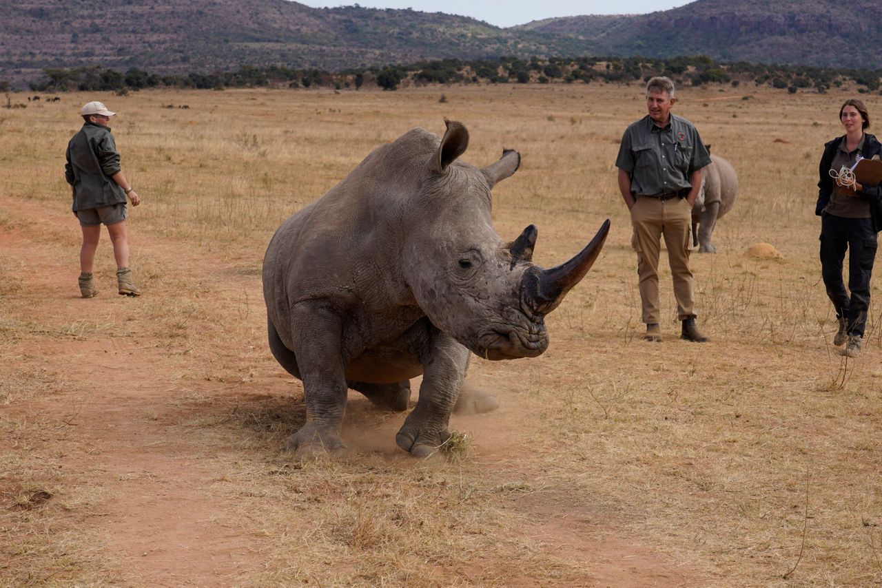 South African researchers test use of nuclear technology to curb rhino ...