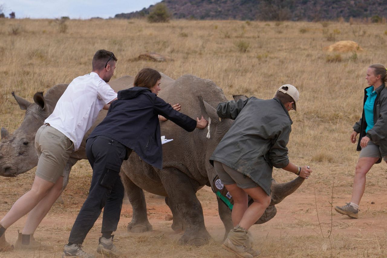 South African researchers test use of nuclear technology to curb rhino ...