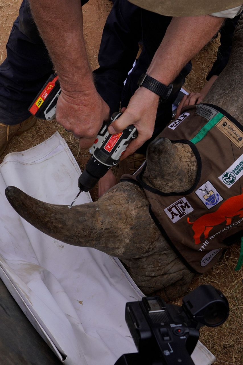 South African researchers test use of nuclear technology to curb rhino ...