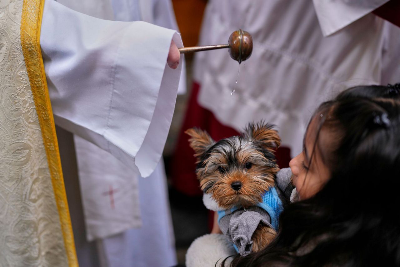 Horses leap through flames and pets go to church in Spanish animal ...