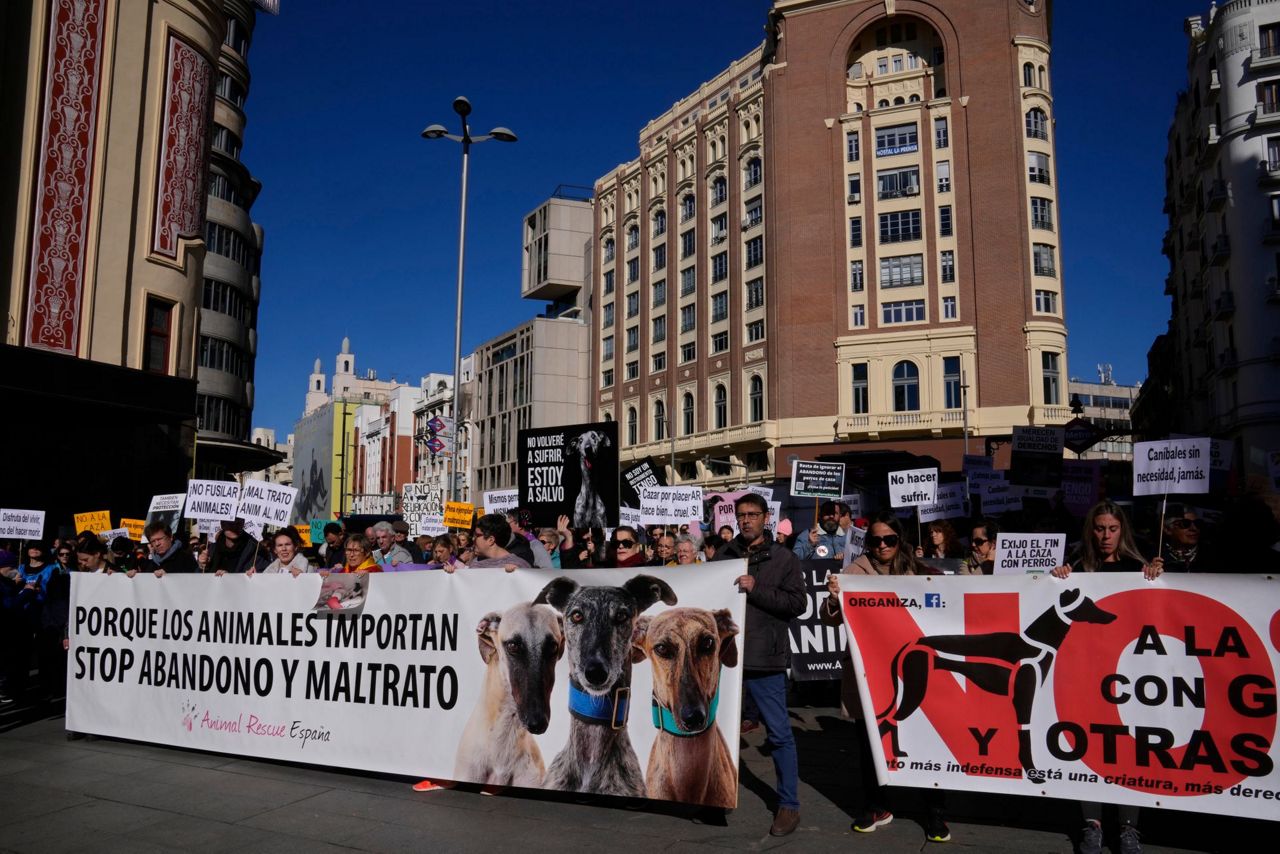Spain: Rights groups urge more protection for hunting dogs
