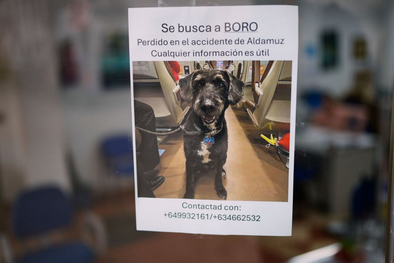 Survivor of Spain's train crash pleads for help finding her dog Boro ...