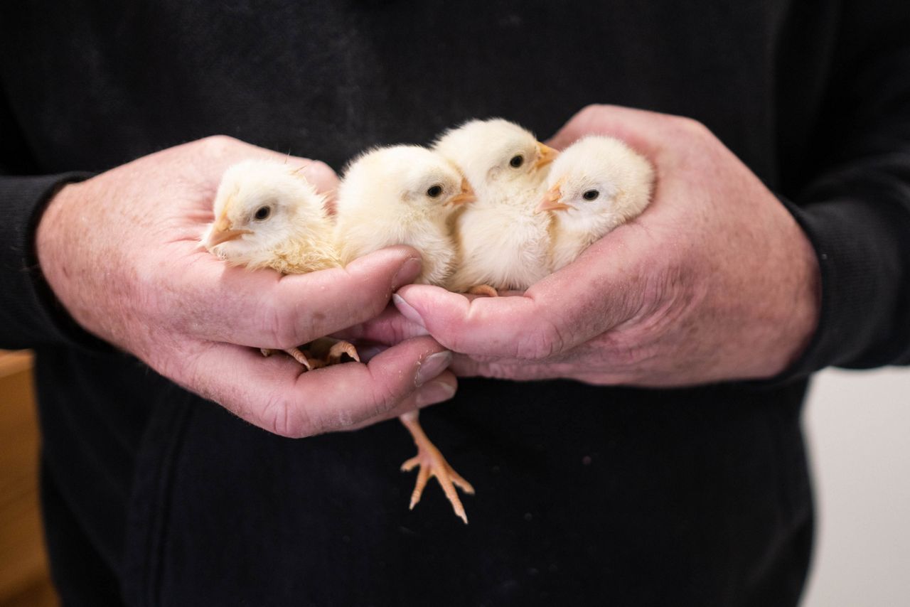 Soos, agri-tech startup, researches how to save chick eggs