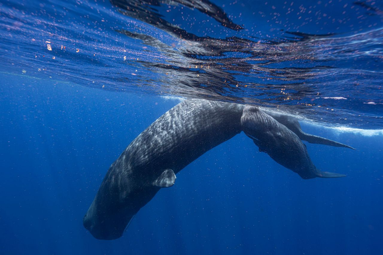 Scientists are learning the basic building blocks of sperm whale ...