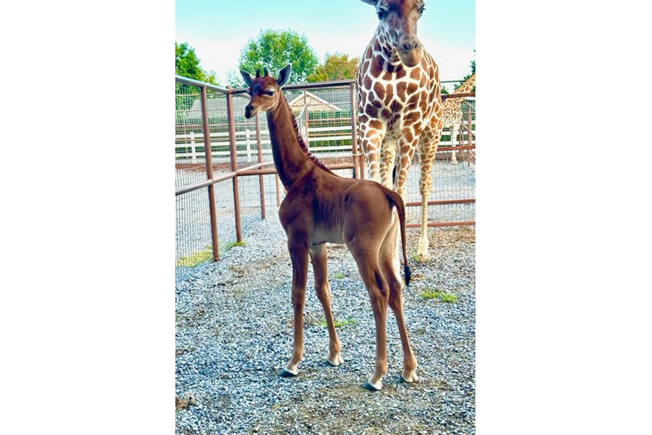 Spotless arrival: Rare giraffe without coat pattern is born at ...