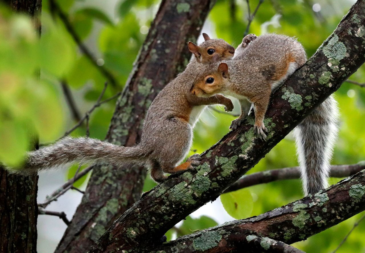Huge squirrel population chomps crops, driving farmers nuts