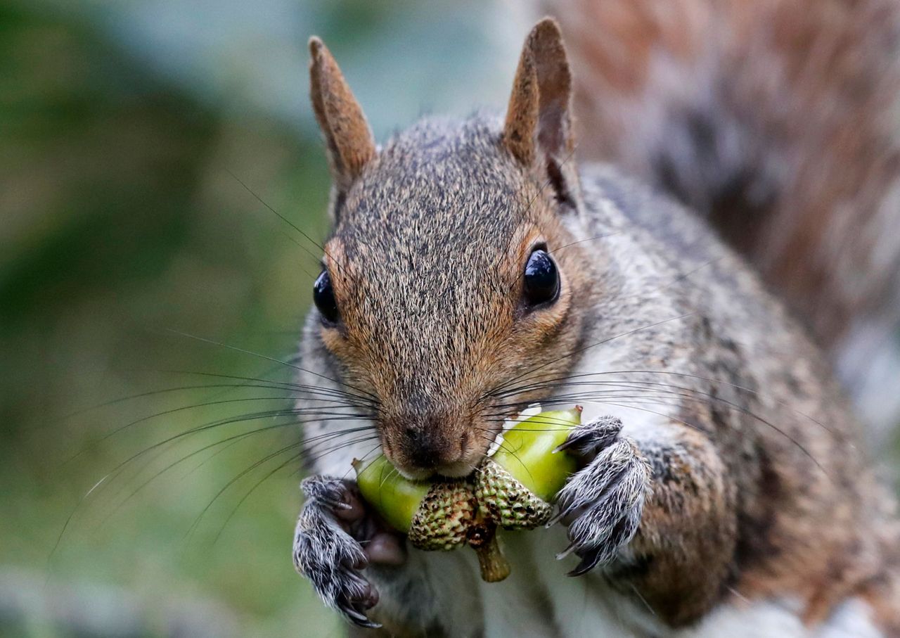 Huge squirrel population chomps crops, driving farmers nuts