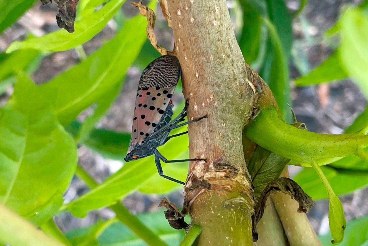 See it? Squish it! Fighting the invasive spotted lanternfly