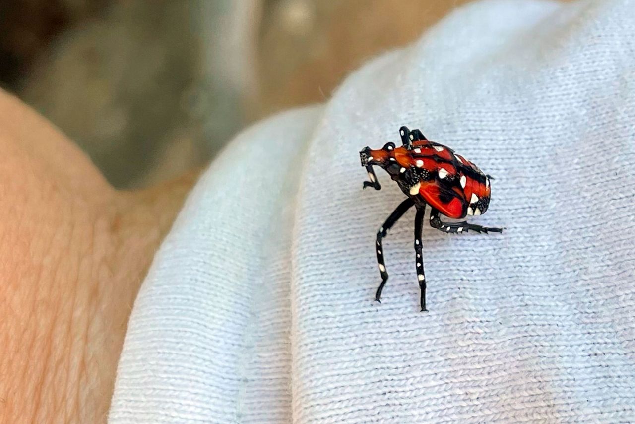 See it? Squish it! Fighting the invasive spotted lanternfly
