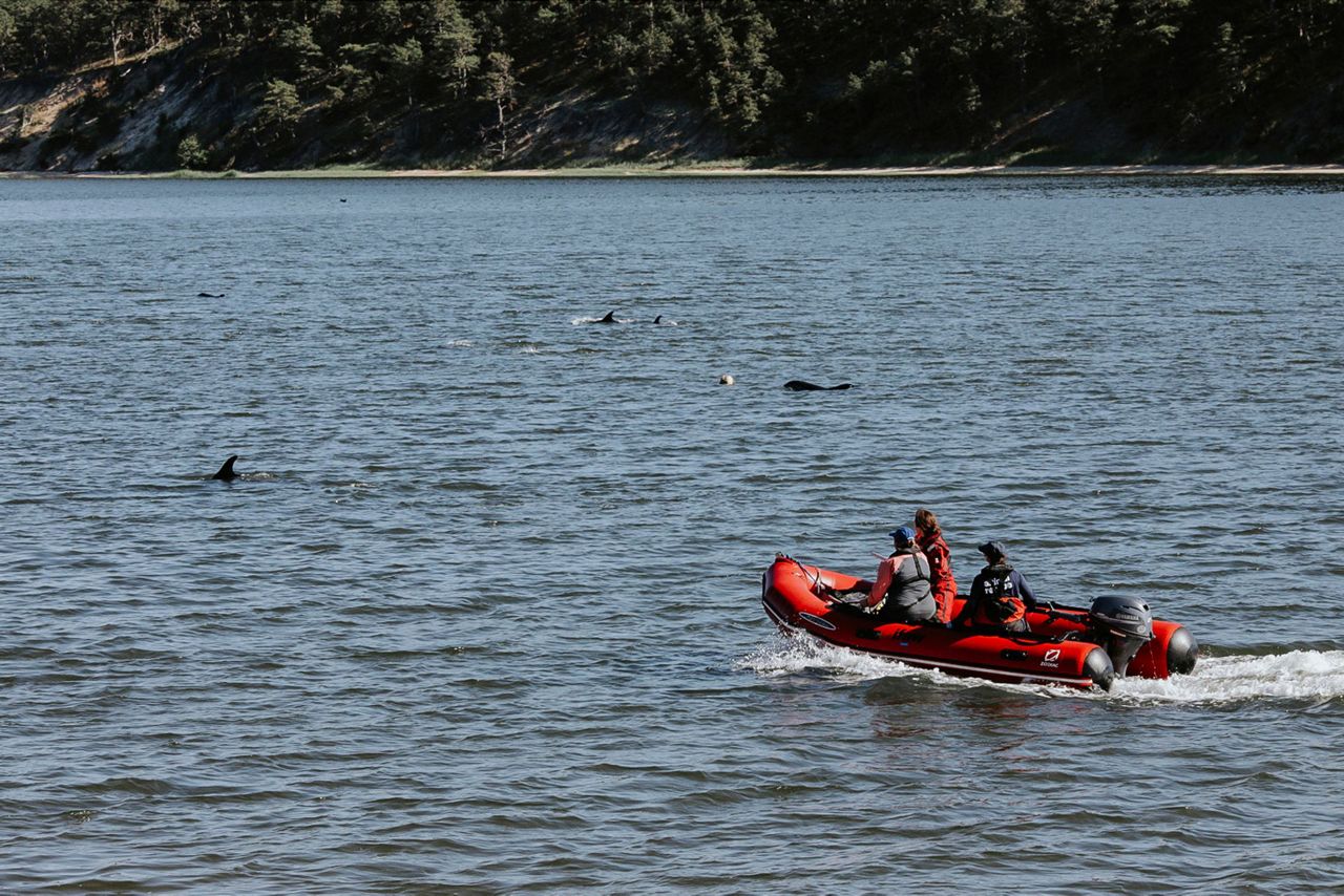 Animal rescuers try to keep dozens of dolphins away from Cape Cod ...
