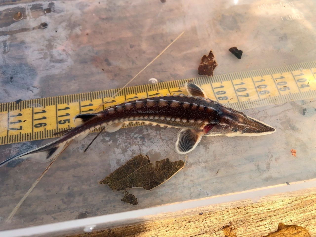 Sturgeon, America's forgotten dinosaurs, show signs of life