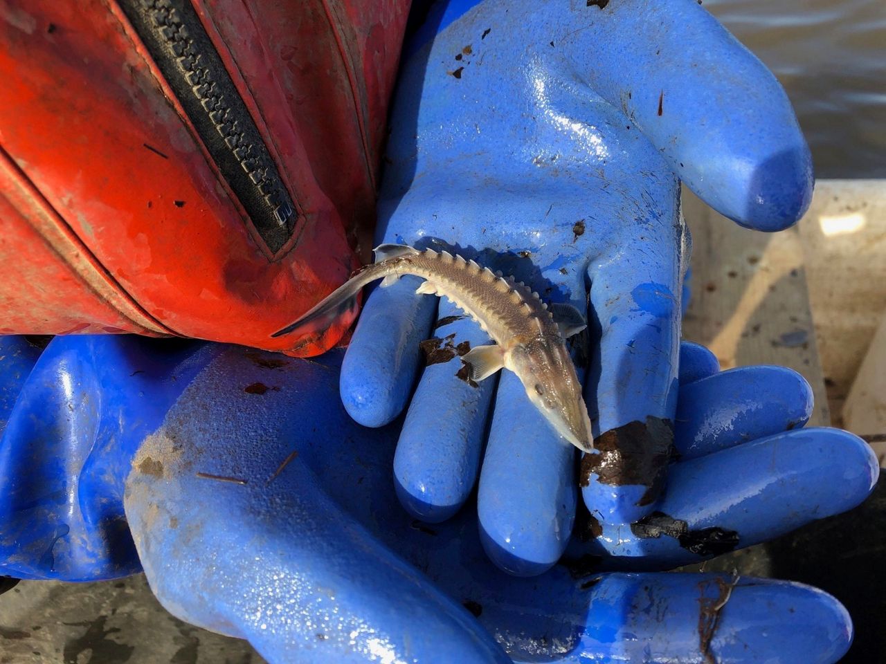 Sturgeon, America's forgotten dinosaurs, show signs of life