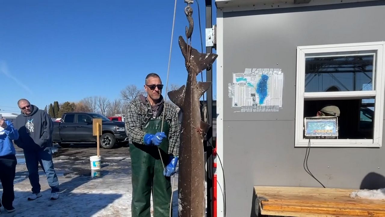 Sturgeon spearers worry about the future of sport