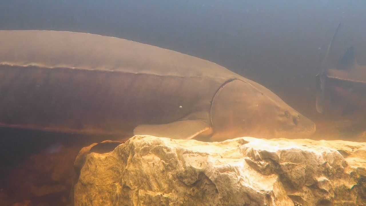 Everyday Hero: Sturgeon Guard protecting species