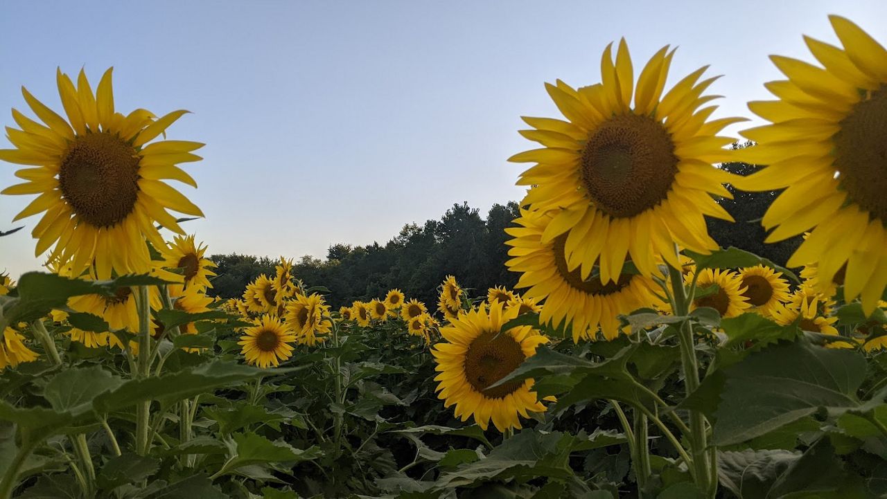 Your 2025 guide to Wisconsin sunflower fields