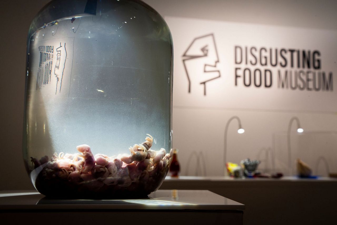 Gag! Rotting fish, maggots on menu at Disgusting Food Museum