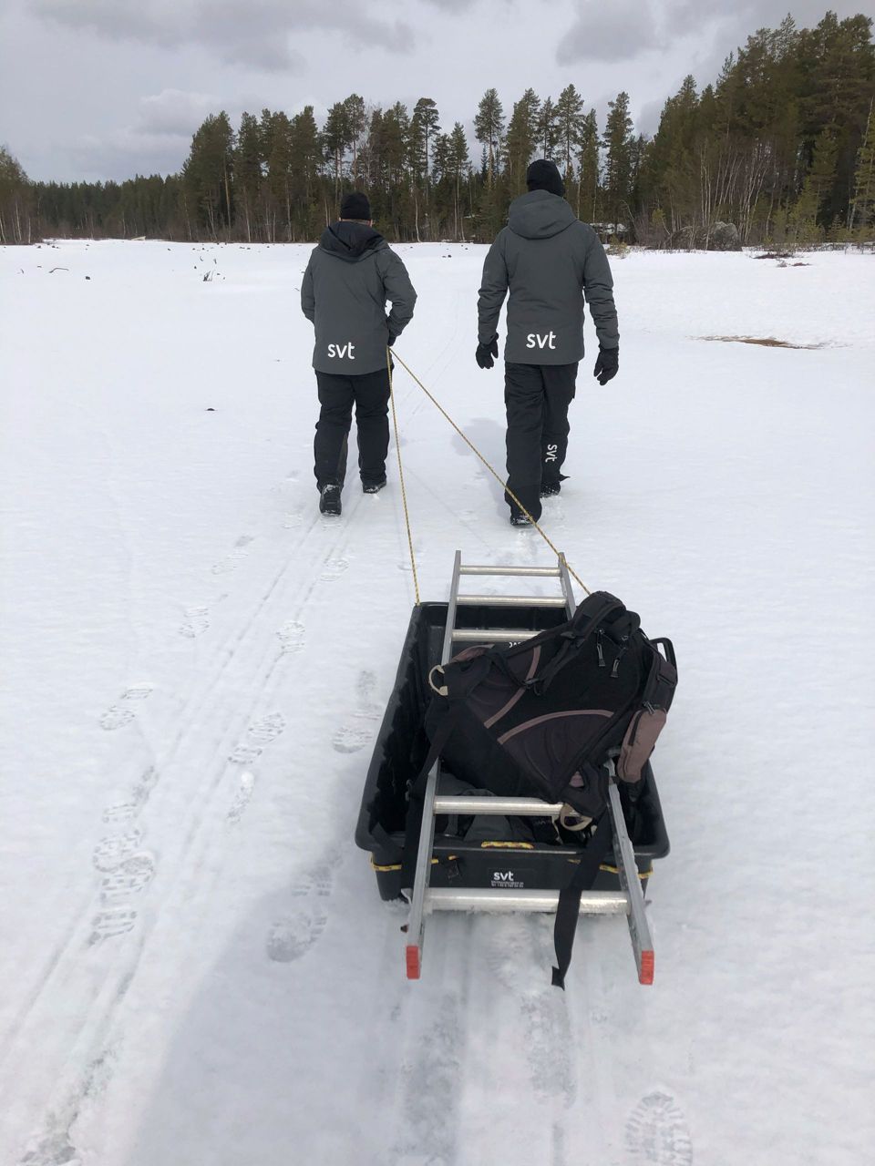 Livestream of moose migrating to summer pastures that had millions ...
