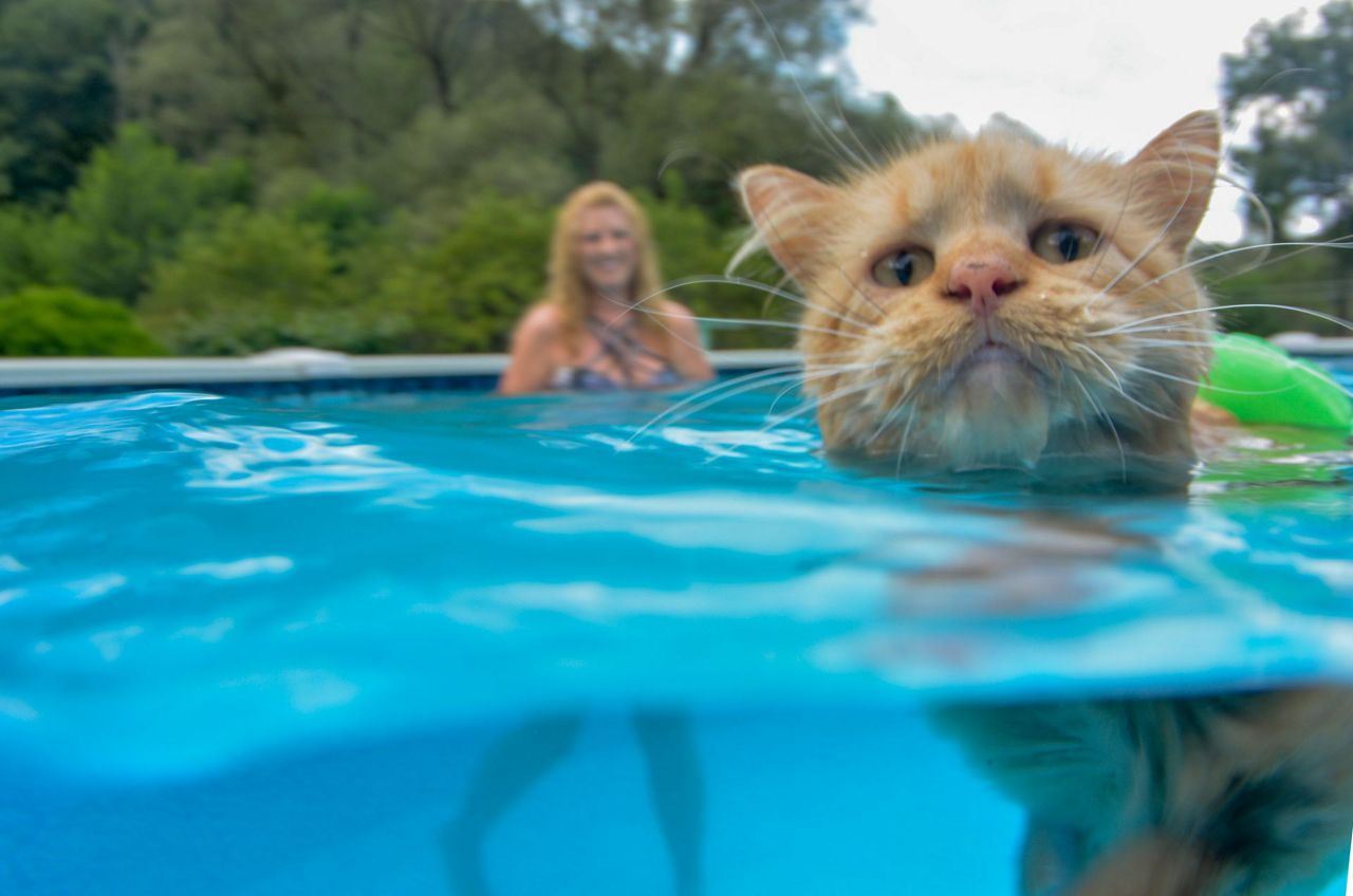 Pennsylvania cat dives in to summer with love of swimming