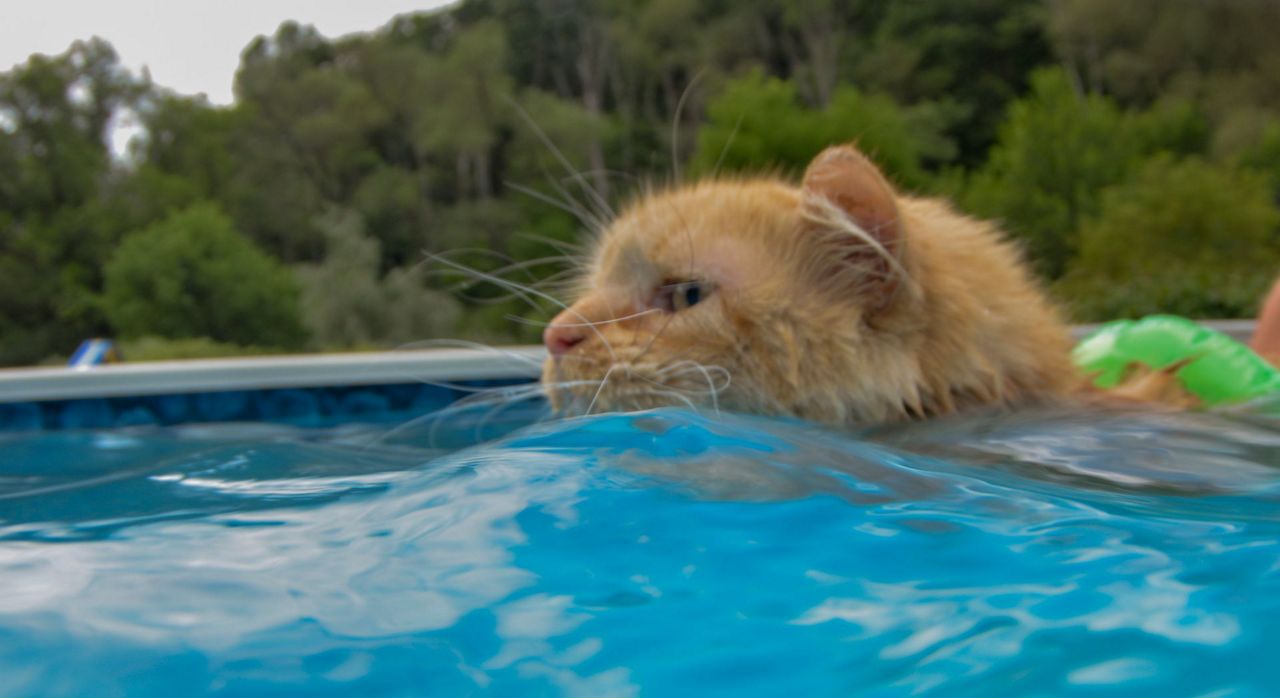 Pennsylvania cat dives in to summer with love of swimming