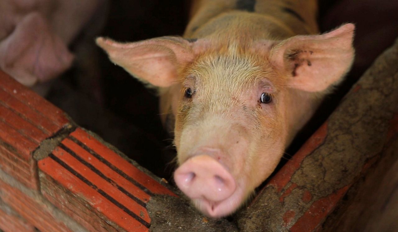 Asian nations scramble to contain pig disease outbreaks