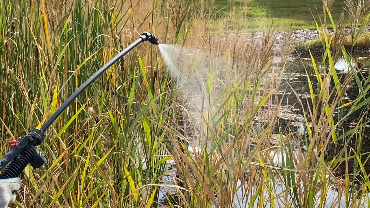 Timberland Invasives Partnership tackles invasive plants