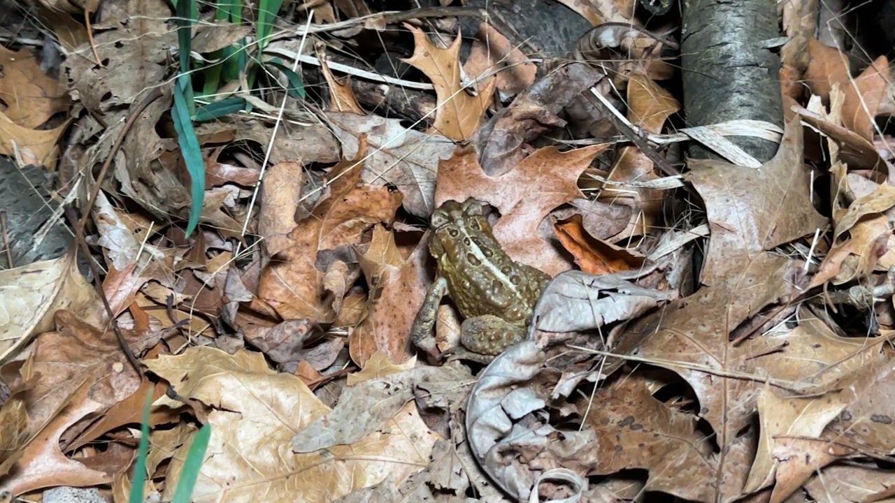DNR continues long-running Frog and Toad Survey
