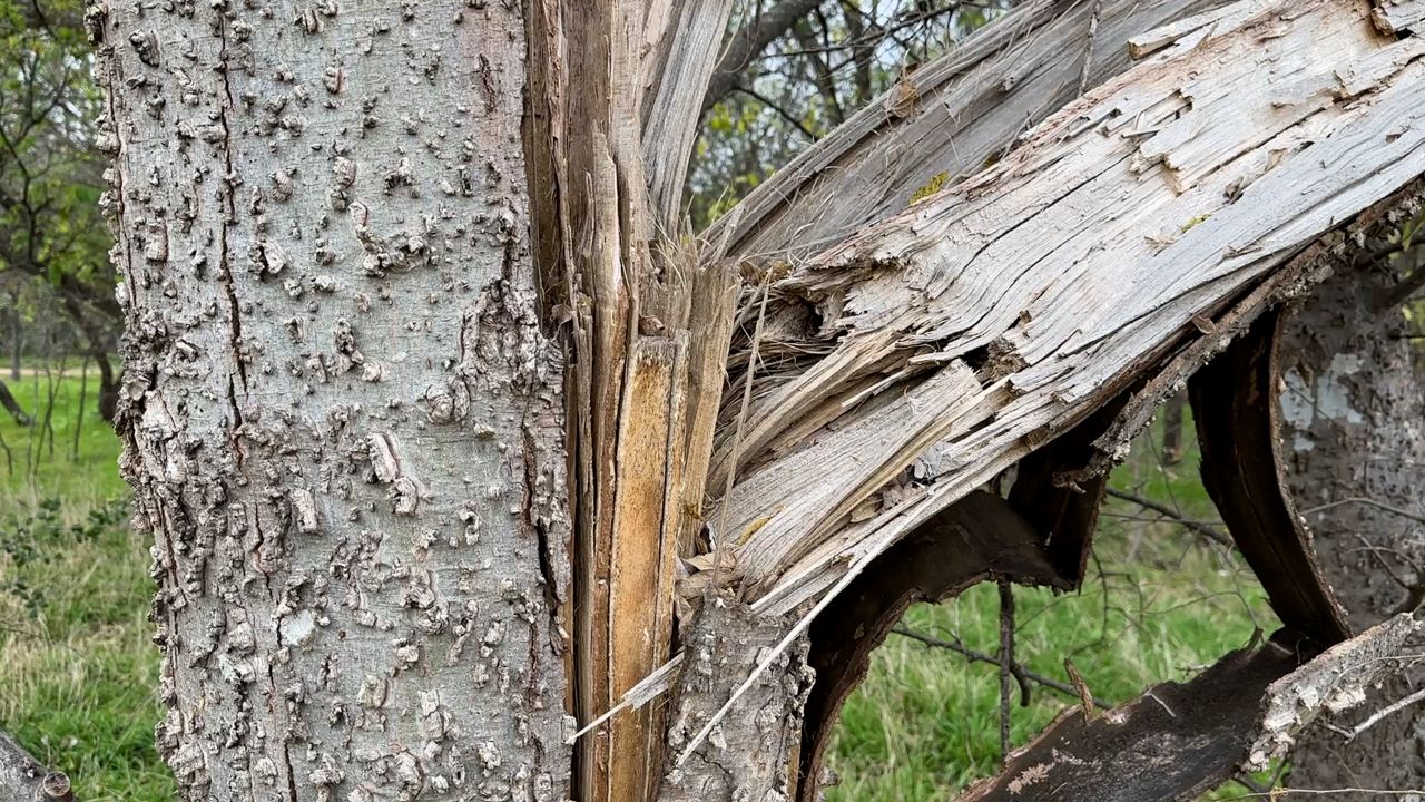 Austin’s urban forest stressed after recent weather
